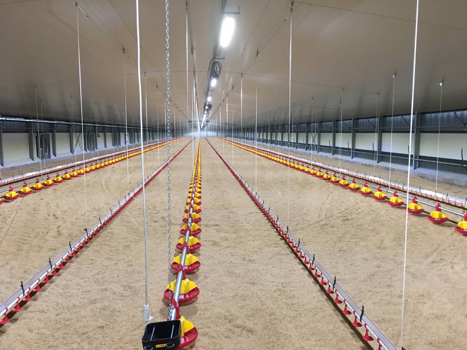 LED lighting for your poultry farm - Illuminazione impianti avicoli