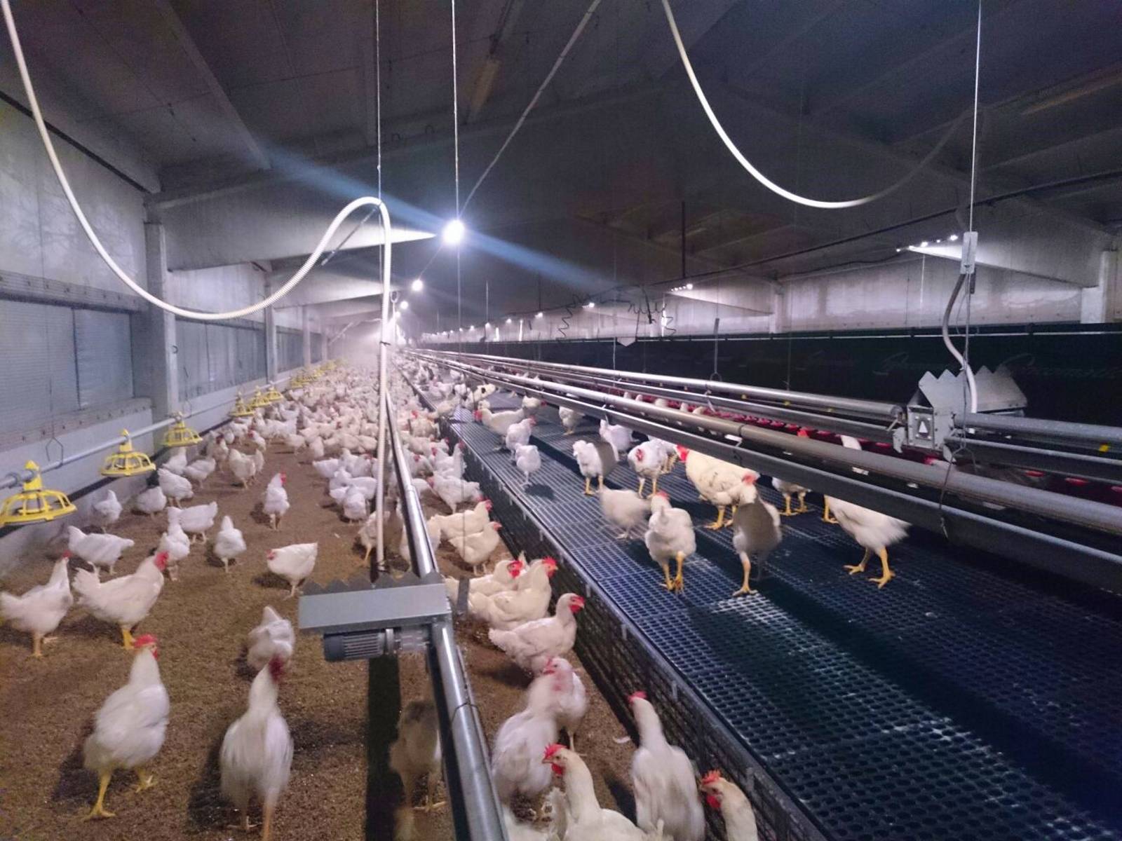 LED lighting for your poultry farm - Illuminazione impianti avicoli